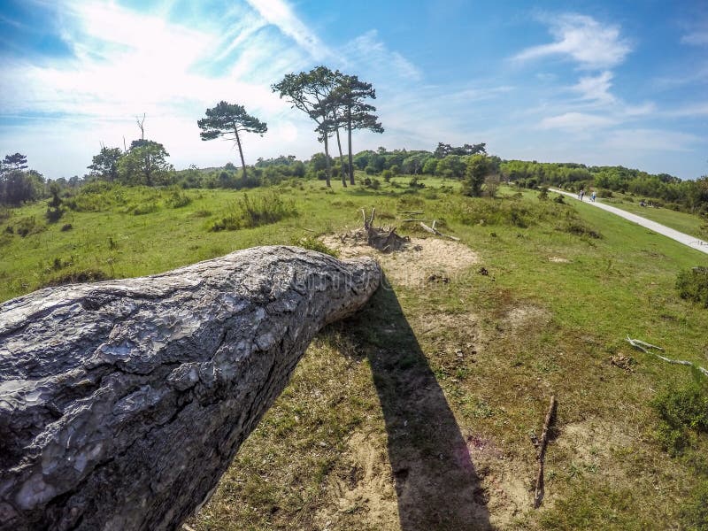 Horizontal tree stock photo. Image of zandvoort, position - 61993140