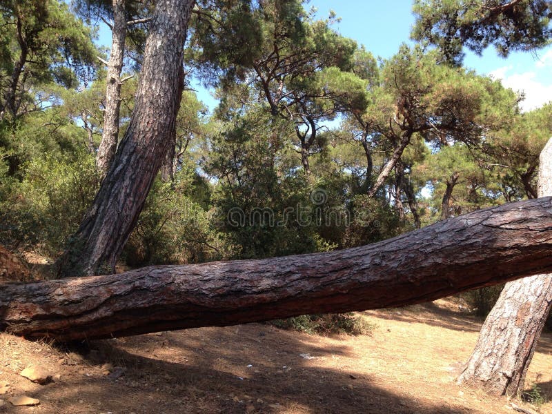 Horizontal Tree in the Forest Stock Image - Image of bafrac14, forest ...