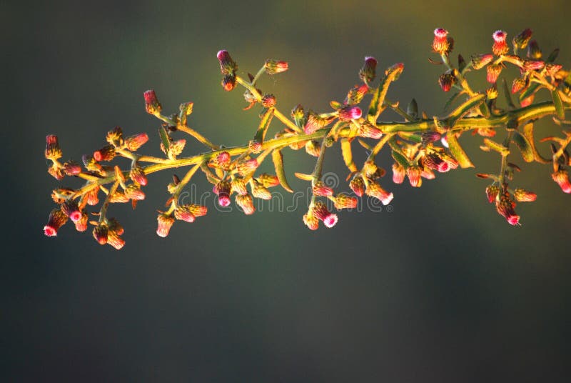 Horizontal tree stock photo. Image of meadow, light, beam - 34163286