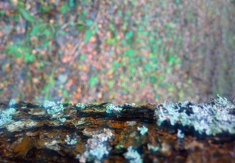 Horizontal Tree Trunk in Moss Object Background Stock Image - Image of ...