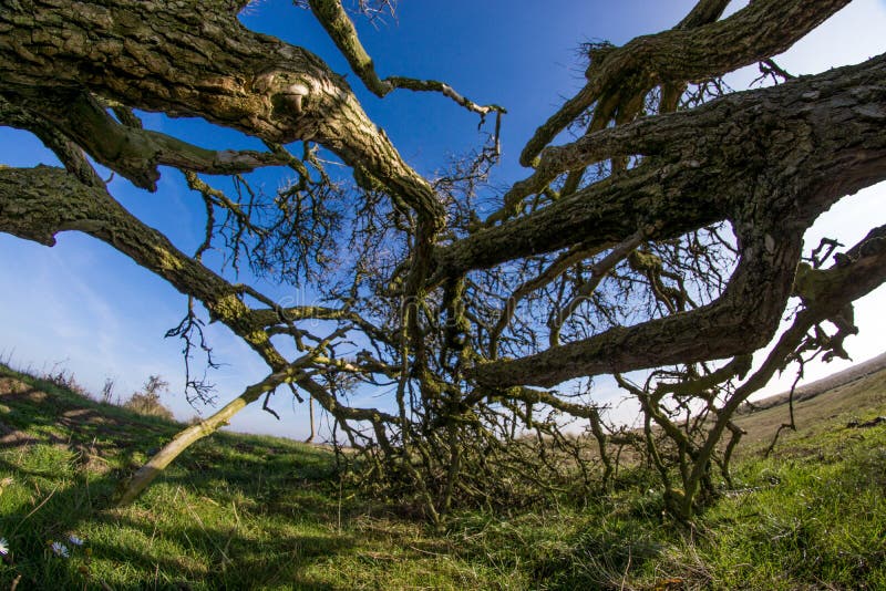 Horizontal trees stock image. Image of clouds, grass - 46955941
