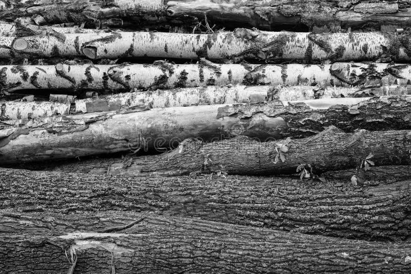 Horizontal Trunks Logs Birch Monochrome Background Logging Construction ...