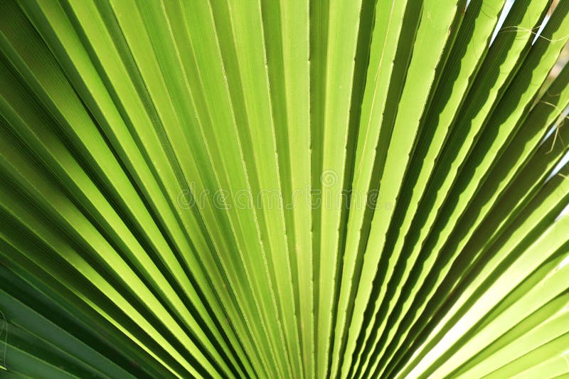 Horizontal or Vertical Green Palm Leaf Background. Close Up Palm Leaf ...
