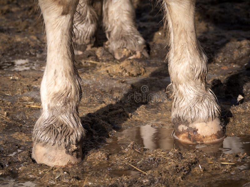 648 Hoof Mud Stock Photos - Free & Royalty-Free Stock Photos from ...