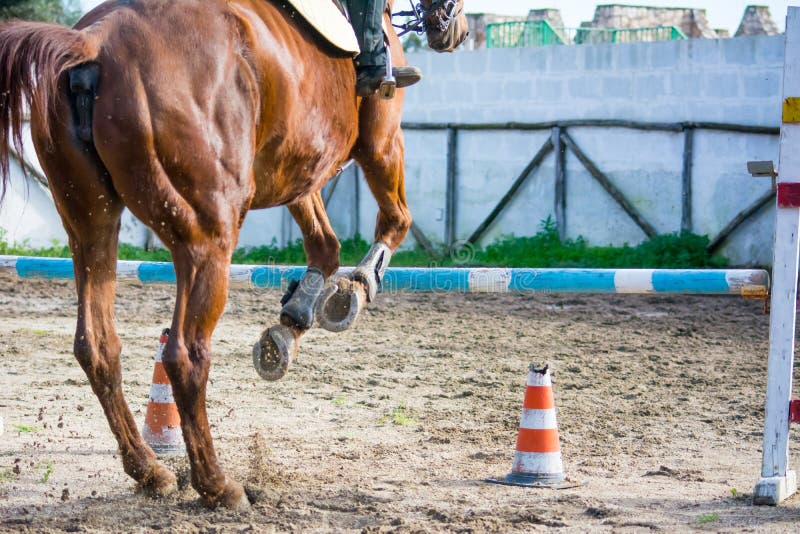 Horizontal View of a Brown Horse Jumping the Obstacle Stock Photo ...