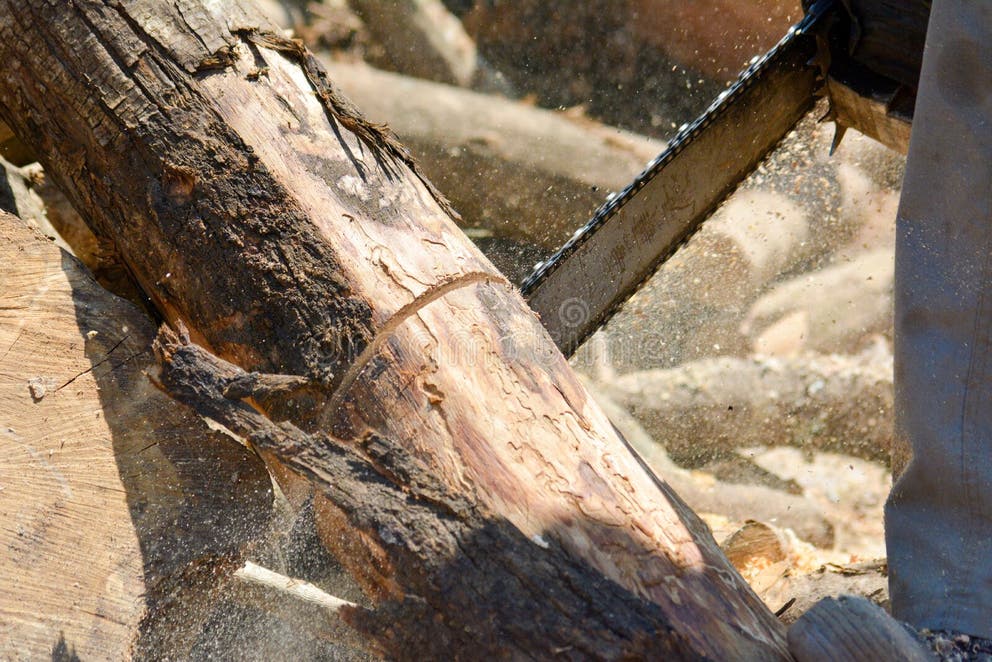 Horizontal View of Close Up of a Chainsaw Cutting a Tree Trunk I Stock ...