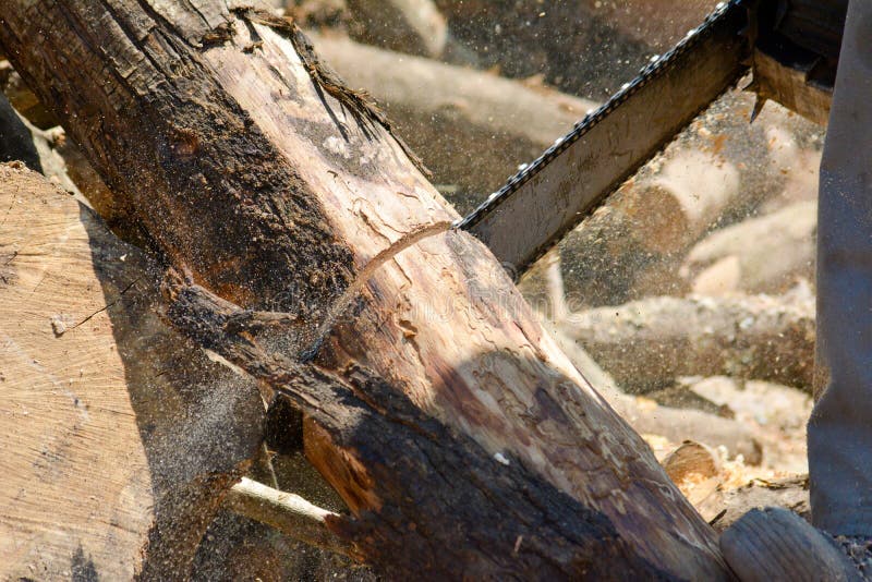 Horizontal View of Close Up of a Chainsaw Cutting a Tree Trunk I Stock ...