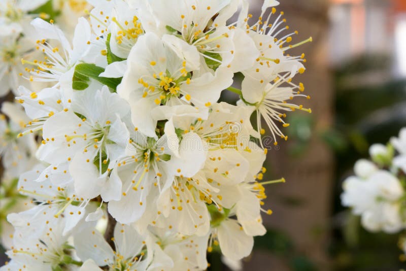 Horizontal View of Close Up of White Flowers Od Plum Tree in Spring on ...