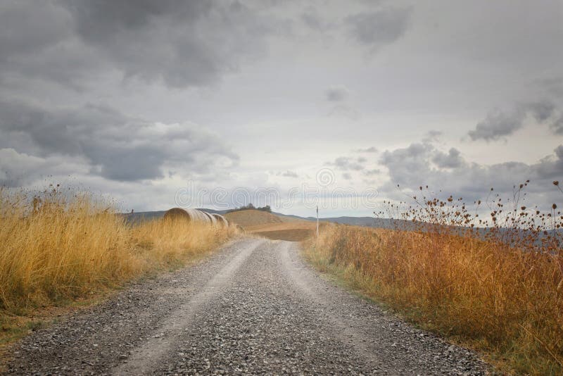 Horizontal View of an Empty Path Surrounded by Dried Plants and Foliage ...