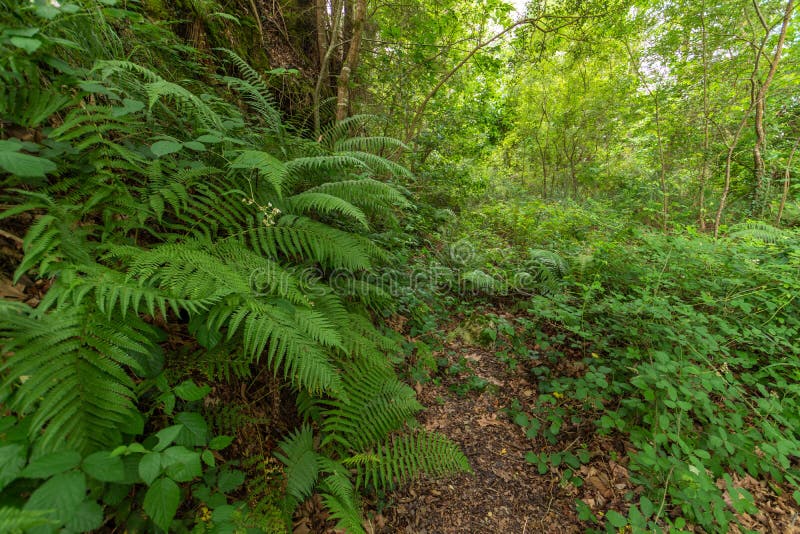 Horizontal View of the Forest Floor with Ferns and Trees Stock Image ...