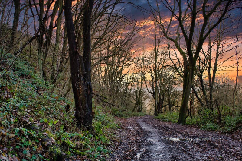 Horizontal View of a Forest with Many Trees, Green Field and Moist Path ...
