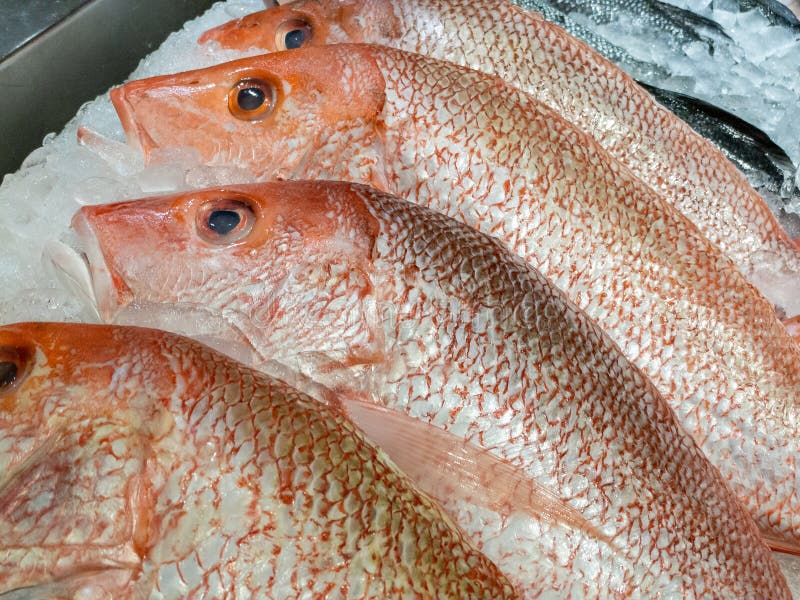 Landscape View of Fresh Red Snapper for Sale on a Bed of Crushed Ice ...