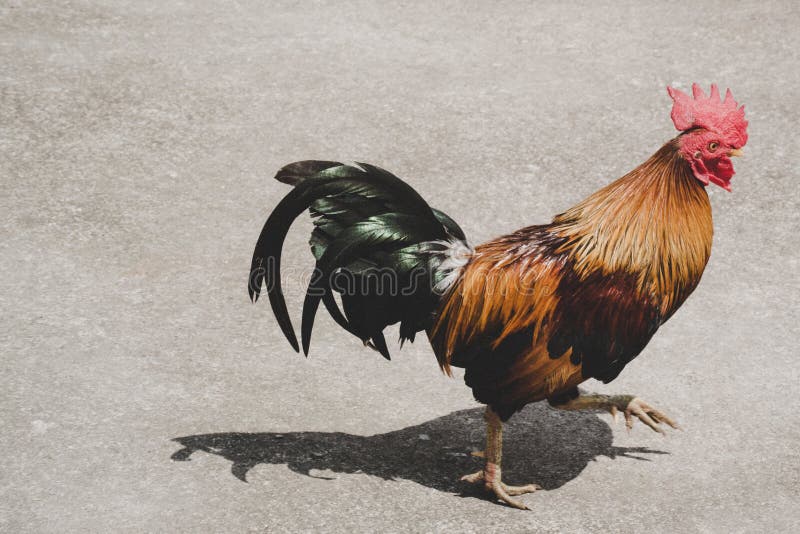 Horizontal View, a Hen is Running Alone on Concrete Floor in the ...