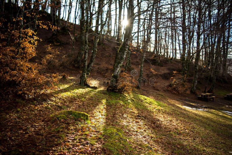 Horizontal View of the Landscape with the Sun Trough the Trees I Stock ...