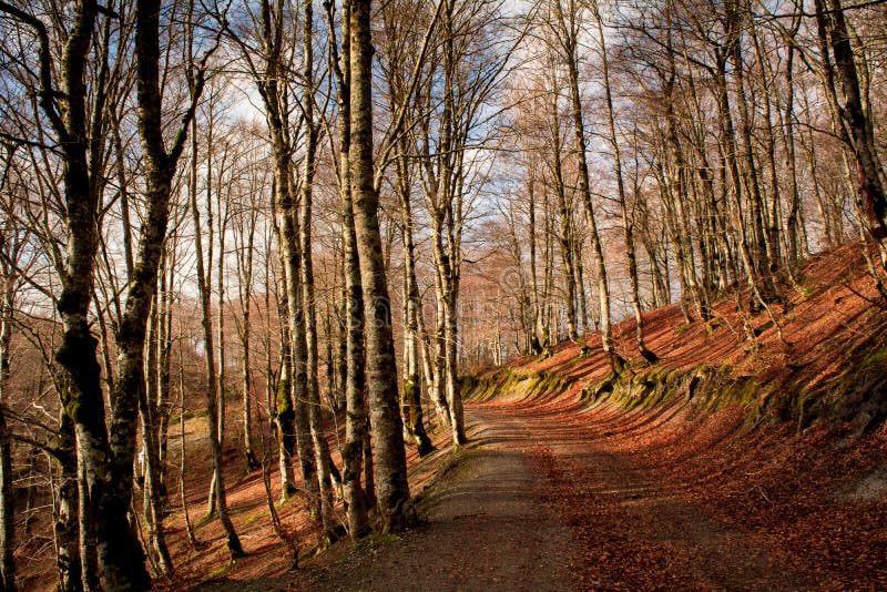 Horizontal View of the Landscape with the Sun Trough the Trees I Stock ...