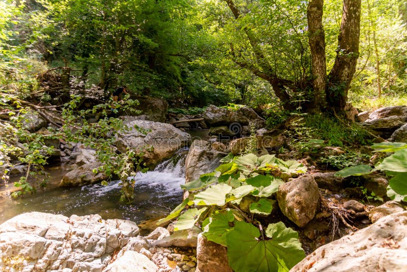 Horizontal View of a Little Cascade in a Forest in Summer Stock Photo ...