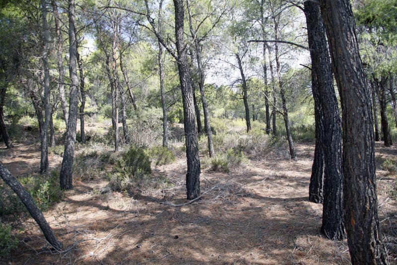 Horizontal View. Scenery. Forest in September on the Mountainside by ...