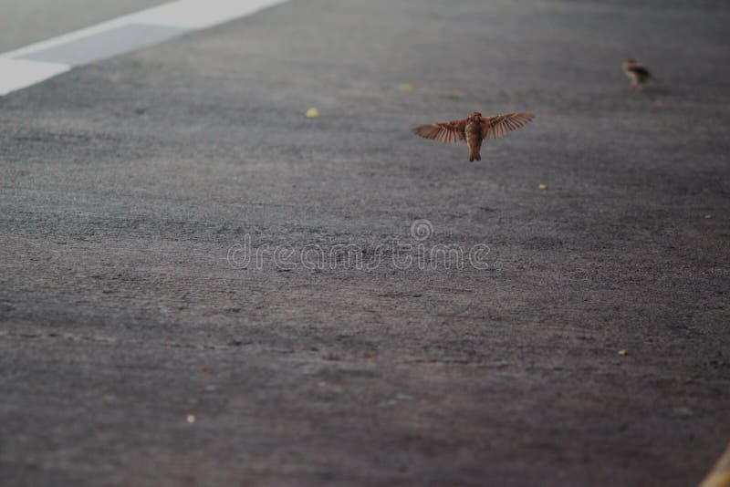 Sparrows Fly Over the Concrete Road with White and Black Transverse ...