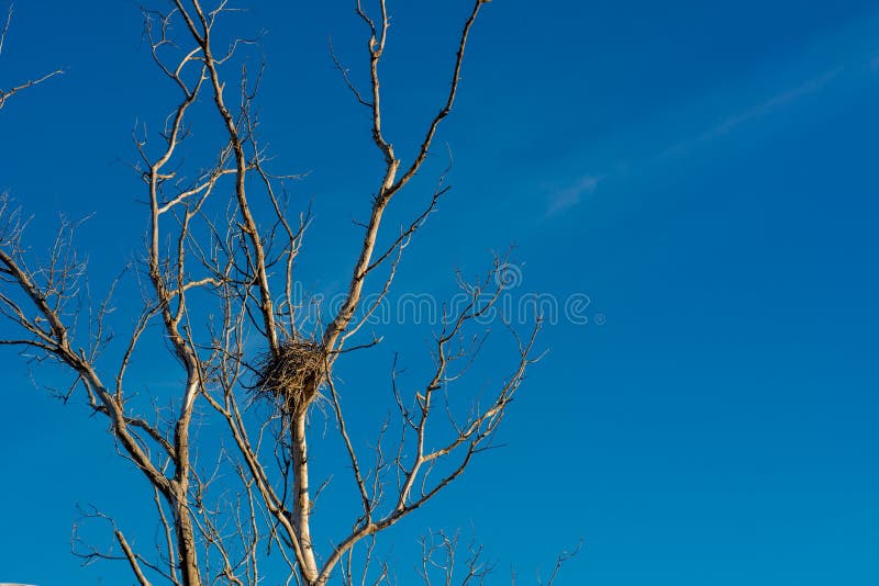 Horizontal View of a Tree with a Nest in Spring Stock Photo - Image of ...