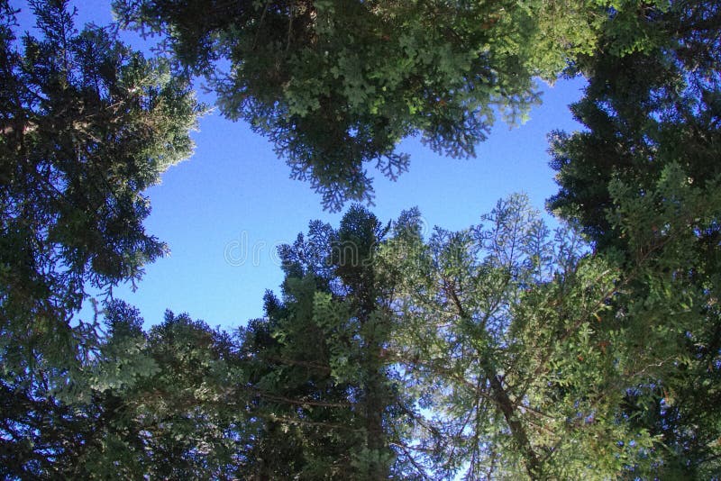Horizontal View of Trees in the Forest, Stock Photo - Image of green ...