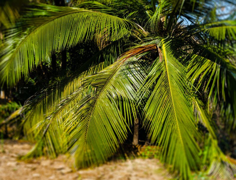Horizontal Vivid Palm Tree Leaves Bokeh Stock Photo - Image of south ...