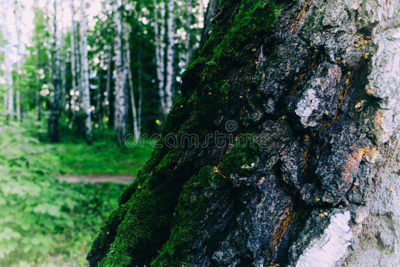Horizontal Vivid Trunk Tree with Green Moss Stock Image - Image of ...