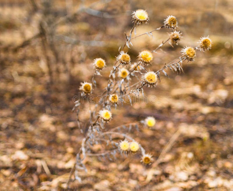 Autum Plan Stock Photos - Free & Royalty-Free Stock Photos from Dreamstime