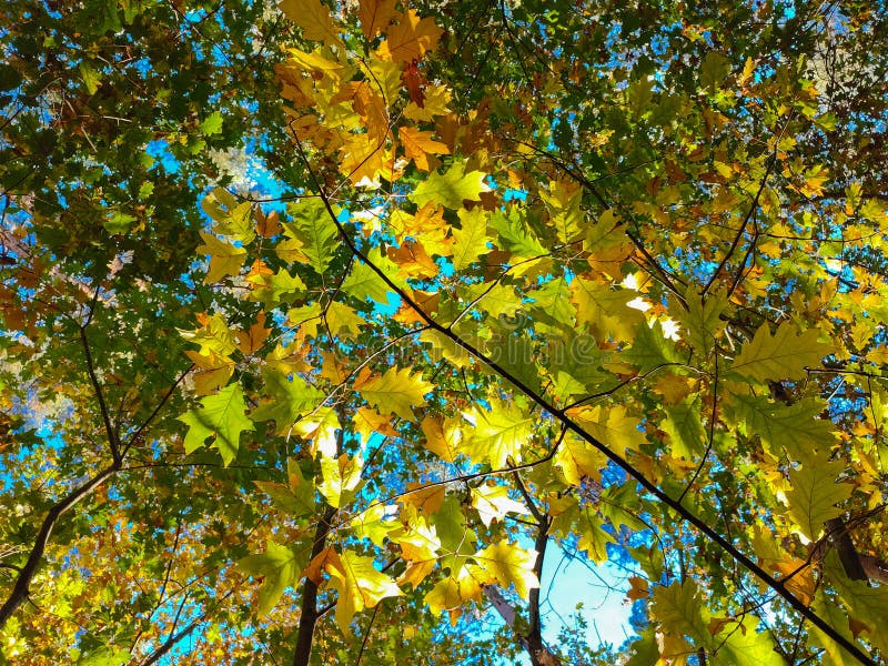 Horizontal Wallpaper with Autumn Leaves on the Tree Stock Photo - Image ...