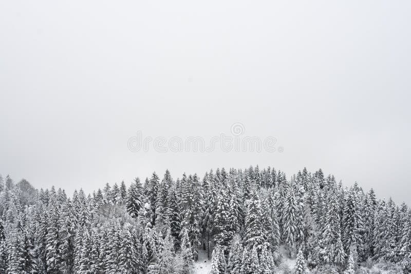 Horizontal Winter Background with White Snow Covered Forest Trees Stock ...