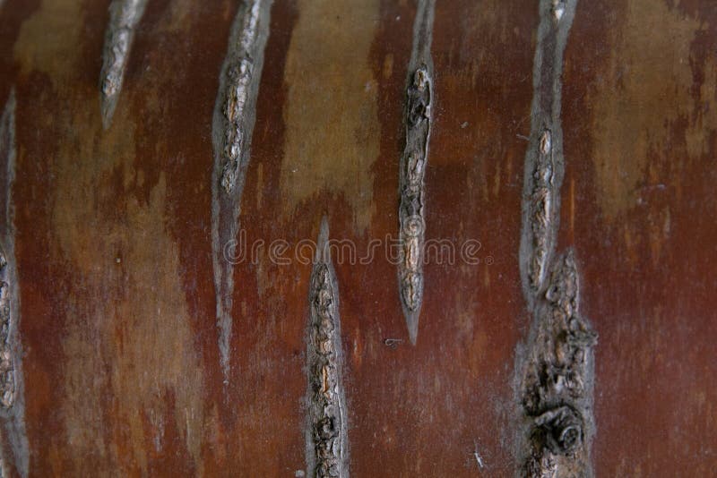 Horizontal Wood Texture Background Surface with Natural Pattern. Rustic ...