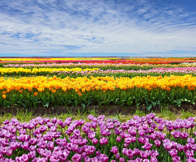 Tulpen stockfoto. Bild von garten, nave, schön, mütter - 5199478