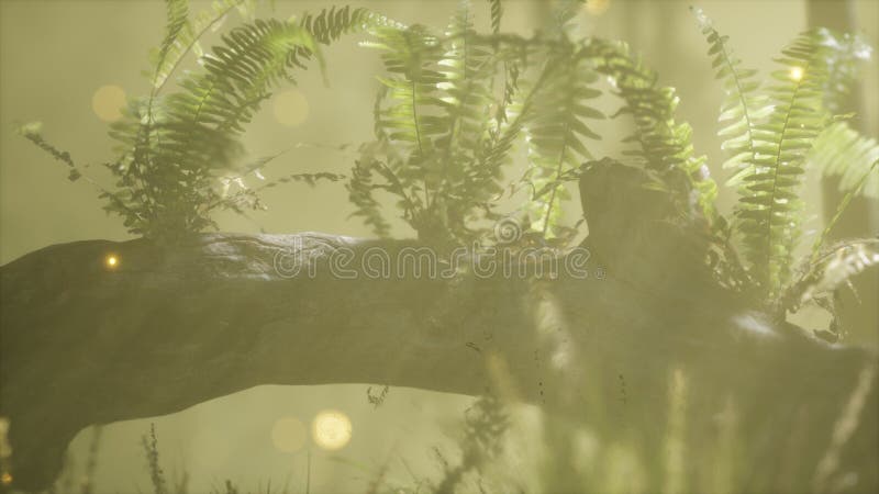 Horizontally Bending Tree Trunk with Ferns Growing, and Sunlight ...
