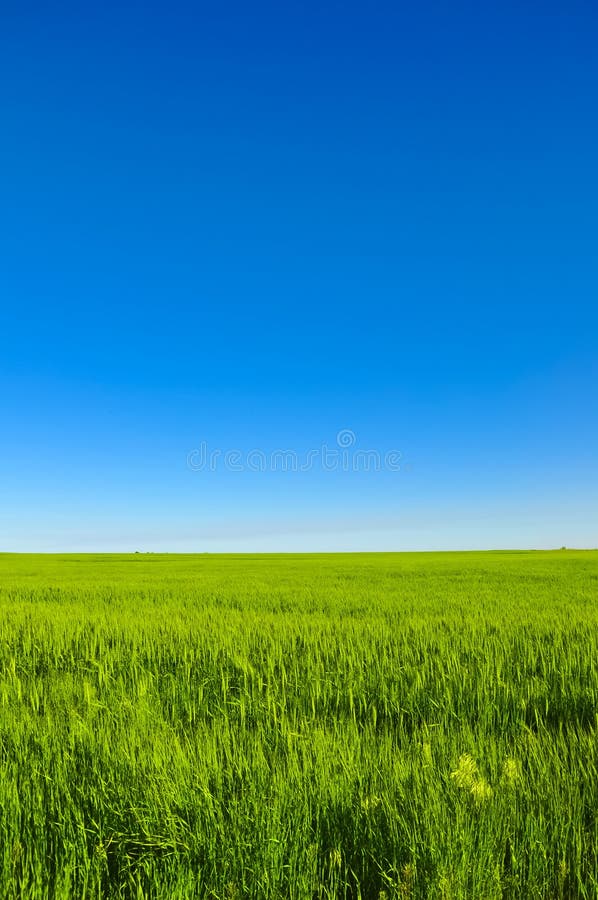 Horizonte Verde Del Prado Y Cielo Azul Foto de archivo - Imagen de ...