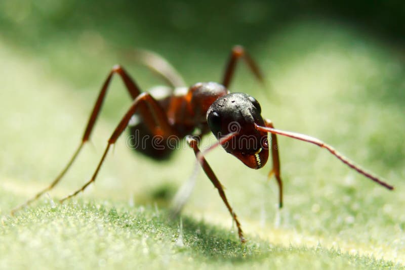Myrmica Rubra También Conocida Como Hormiga De Fuego Europea O Hormiga ...
