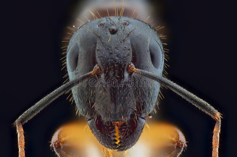 Hormiga Fotos De Stock - Descarga 36,088 Fotos Libres de Derechos