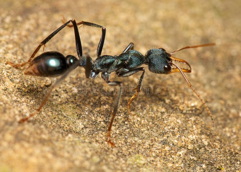 Un Brevinoda Gigante Del Myrmecia De La Hormiga De Dogo Imagen de ...