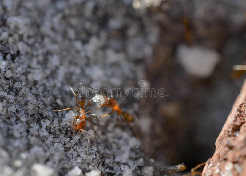 Hormiga foto de archivo. Imagen de rojo, hormigas, hormiga - 155174696