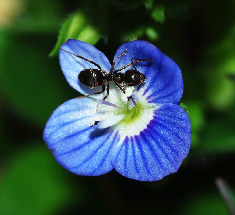 Hormigas, Color De Rosa Y Summerhouse Imagen de archivo - Imagen de ...