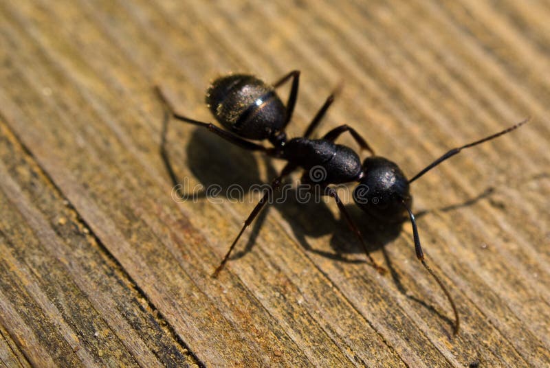 18,957 Hormiga Negra Fotos de stock - Fotos libres de regalías de ...