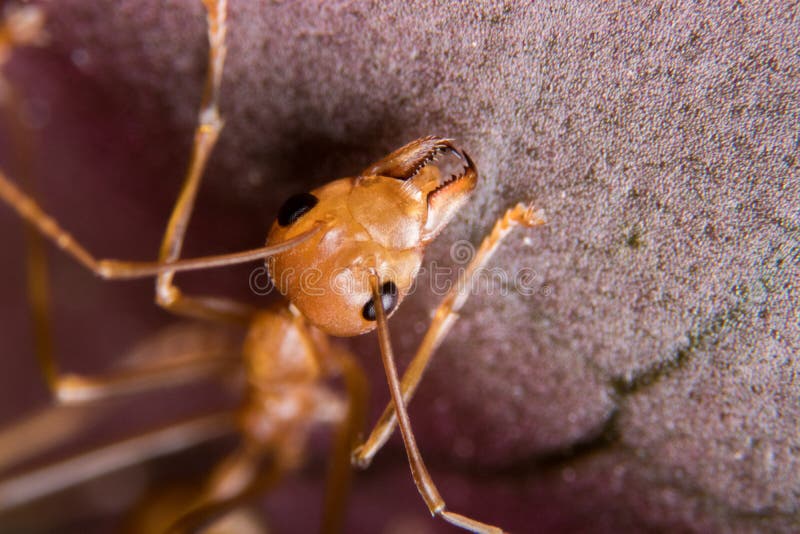 Hormiga roja foto de archivo. Imagen de carpintero, abdomen - 96562314