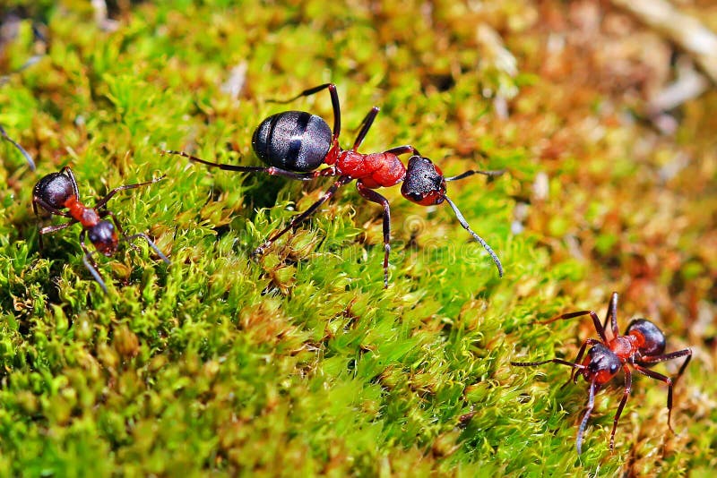 Hormiga Roja Del Bosque (rufa De Formica) Imagen de archivo - Imagen de ...
