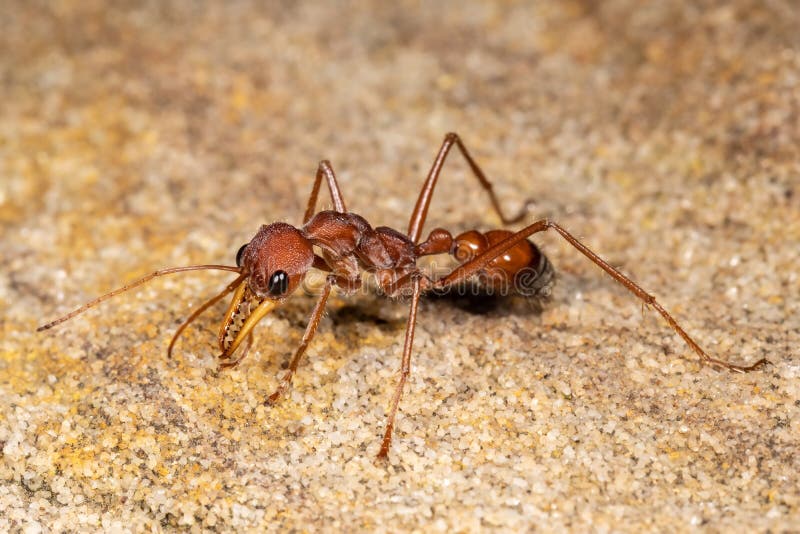 Hormiga toro australiana foto de archivo. Imagen de australia - 213491656