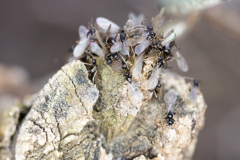 Hormigas Del Pavimento El Pulular Imagen de archivo - Imagen de reinas ...