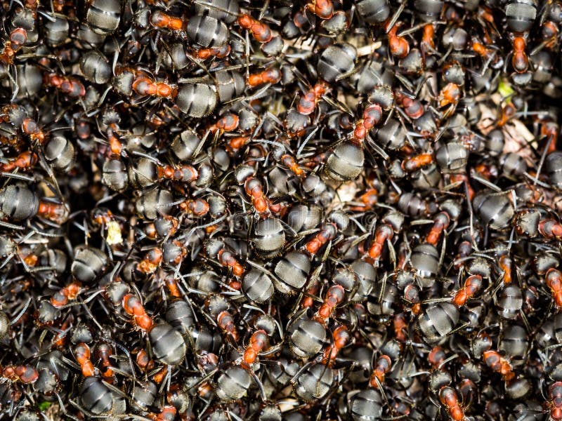 Hormigas Y Hormiguero En La Tierra Debajo De La Piedra Foto de archivo ...