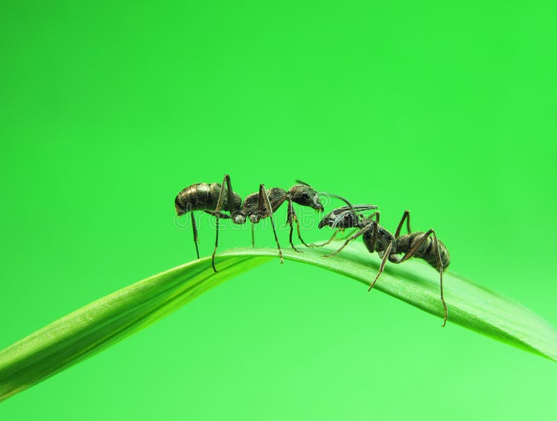 Hormigas En Una Hierba Verde Imagen de archivo - Imagen de postal ...