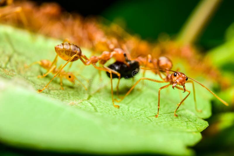 Hormigas rojas foto de archivo. Imagen de hormiga, puente - 102920996