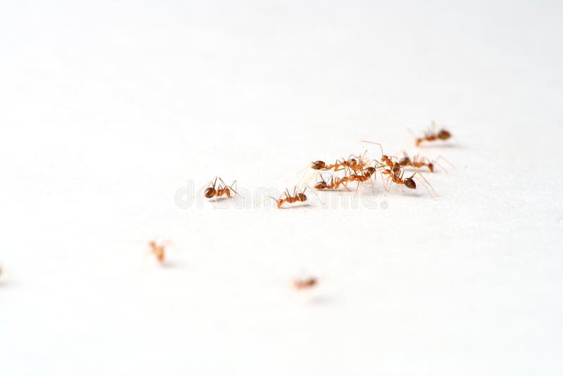 Hormigas rojas foto de archivo. Imagen de bicho, insecto - 16175436