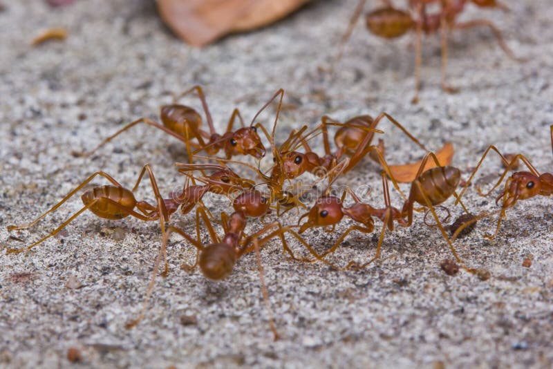 Ejército Rojo De Las Hormigas Foto de archivo - Imagen de lleve ...