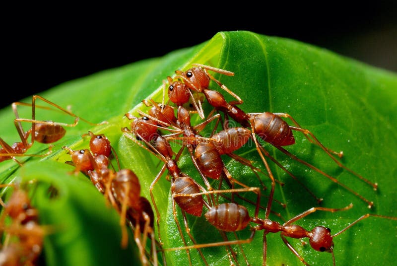 Hormigas rojas imagen de archivo. Imagen de hoja, cierre - 42862355