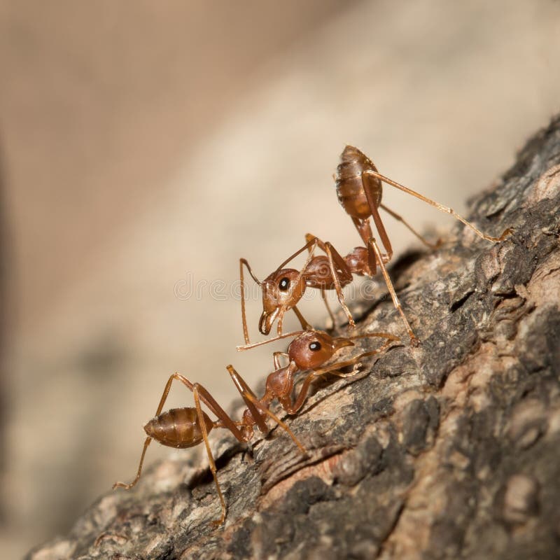Hormigas rojas imagen de archivo. Imagen de pinza, hormiga - 58266649